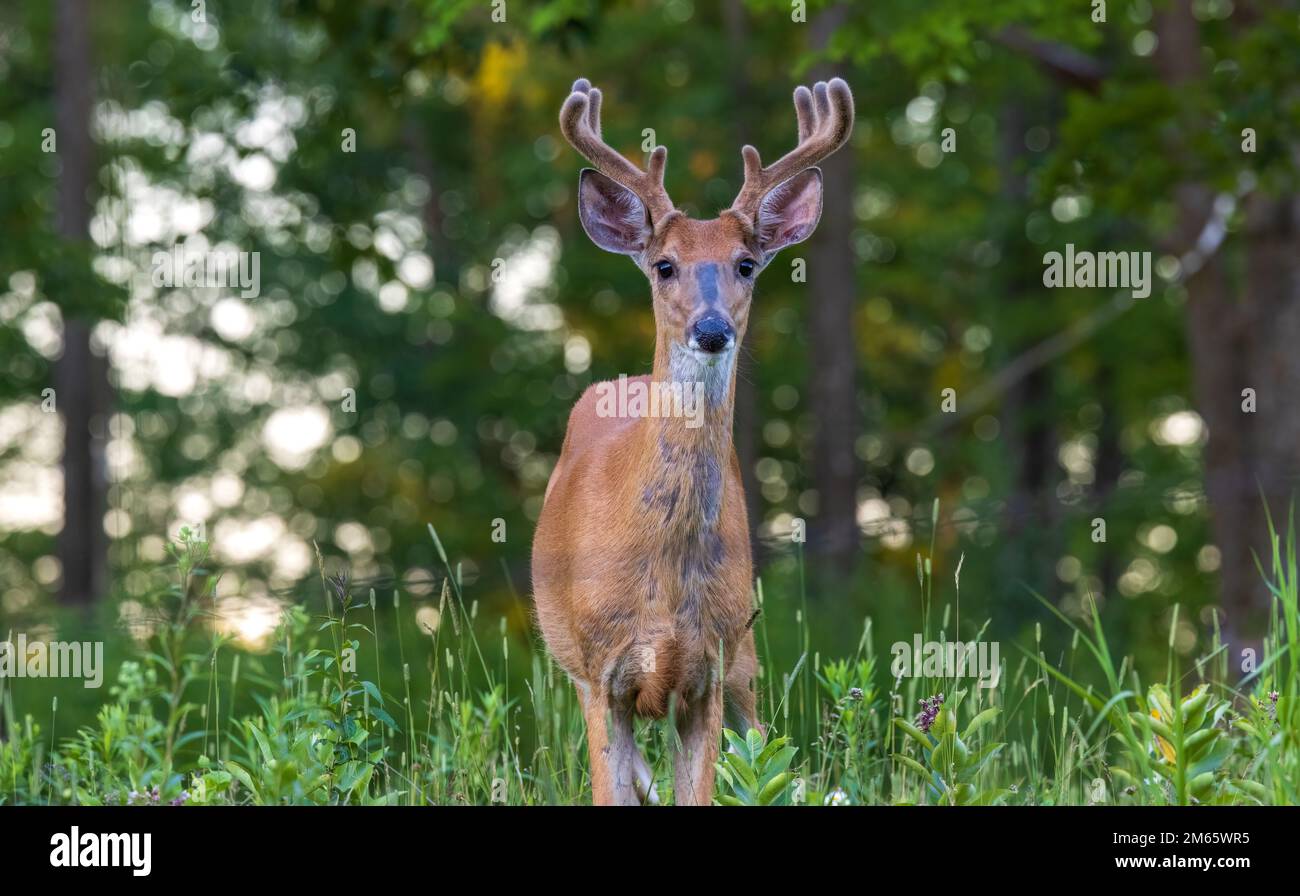 White-tailed buck in northern Wisconsin Stock Photo - Alamy