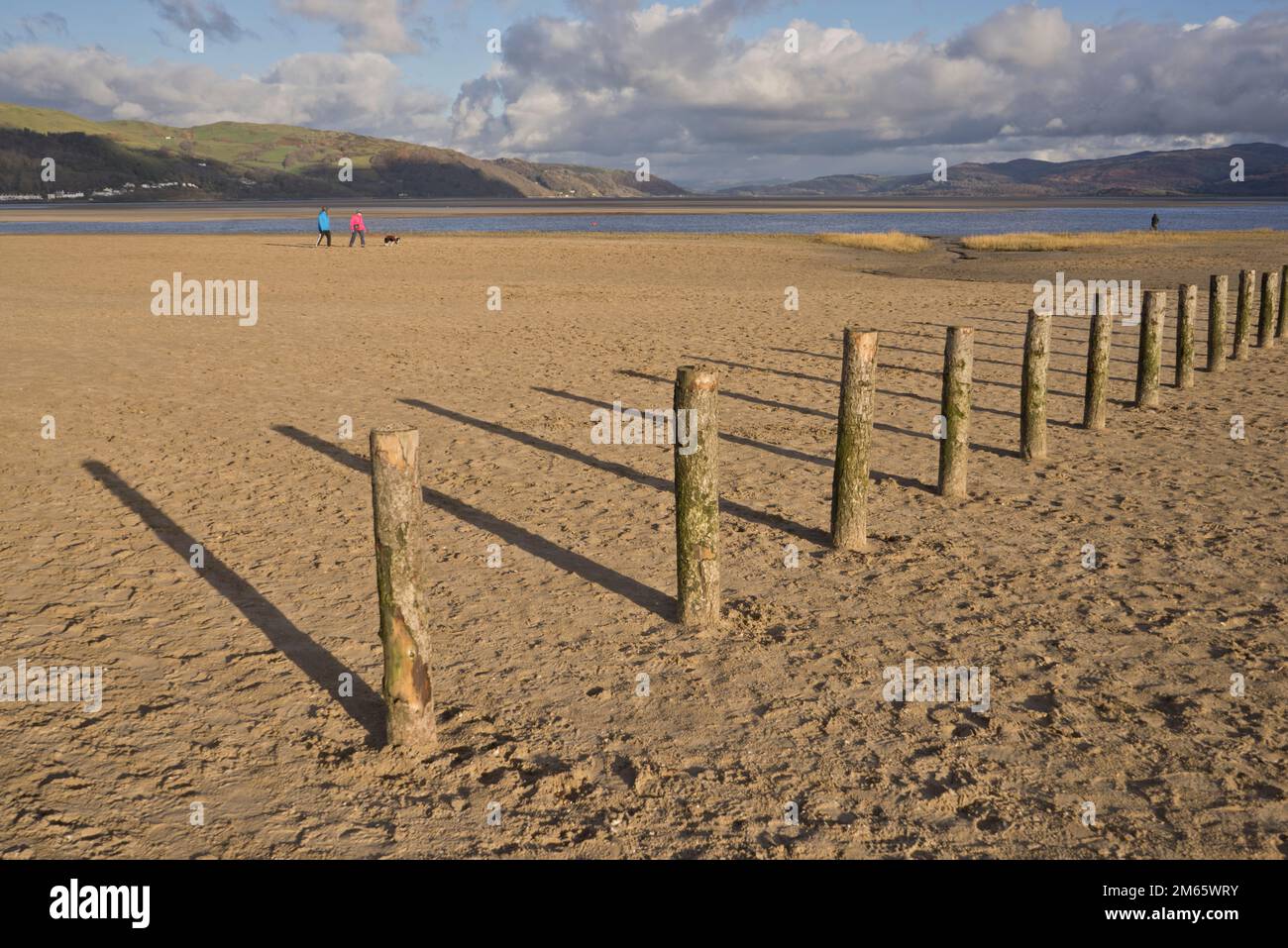 People walking their dogs on the beach in Ynyslas at the Dyfi estuary ...