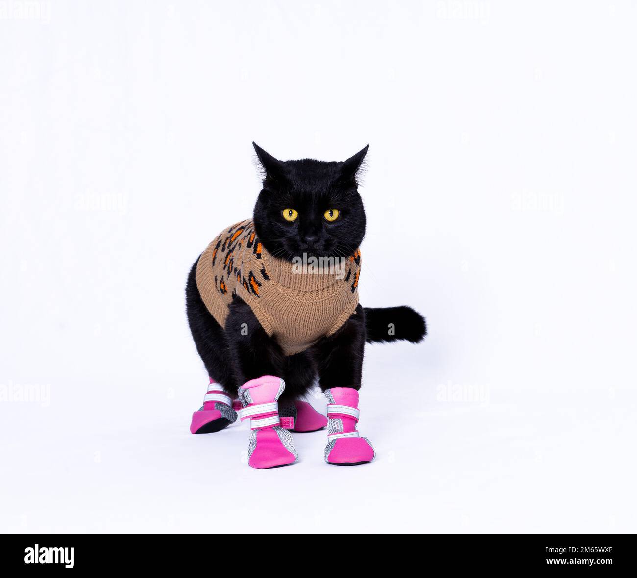 Black cat dressed in beige turtleneck Stock Photo - Alamy