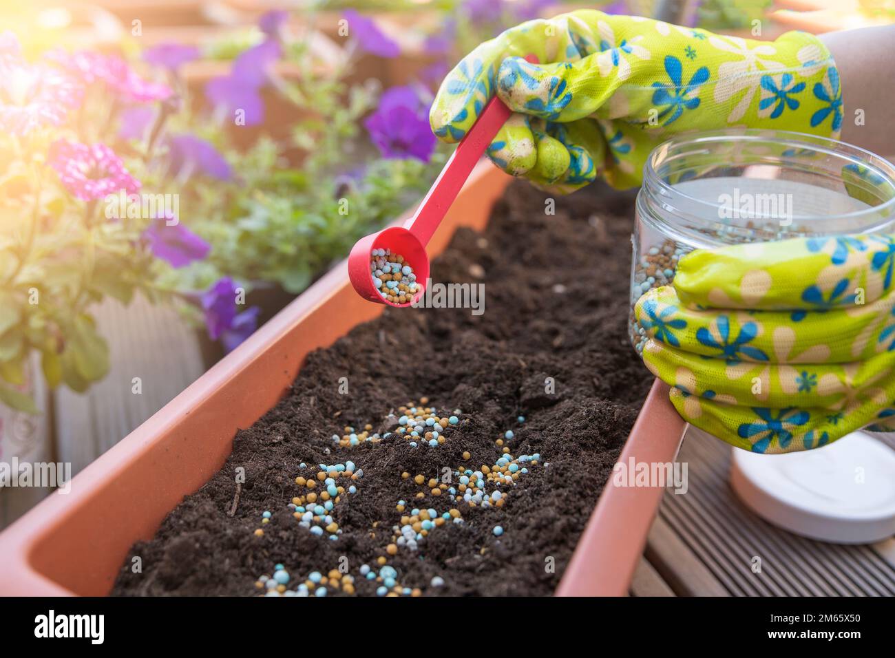 Fertilizers for flowers. The process of feeding flowers before planting in flower pots. Close-up ...