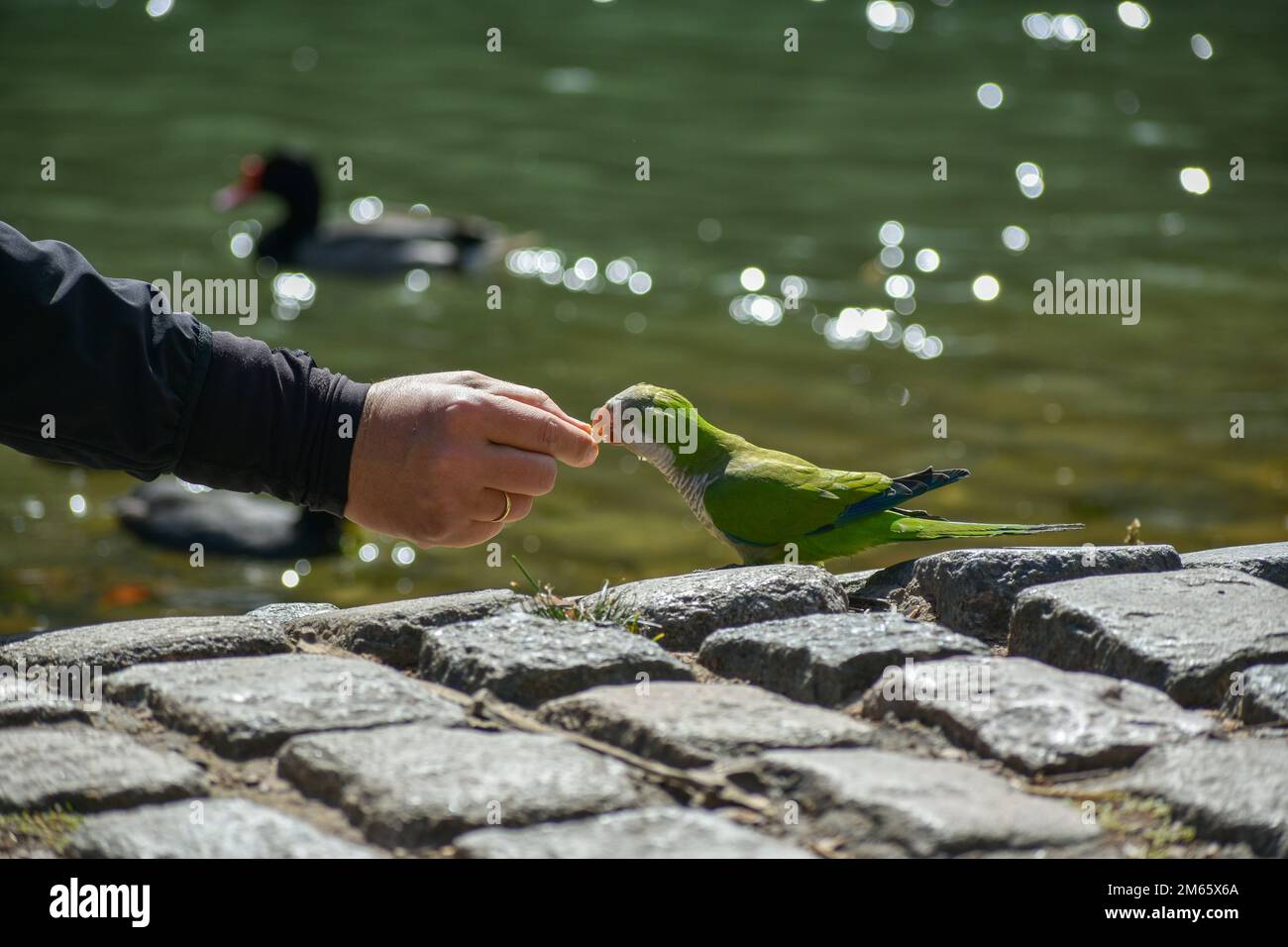 man feeding a monk parakeet (myiopsitta monachus), or quaker parrot, on ...