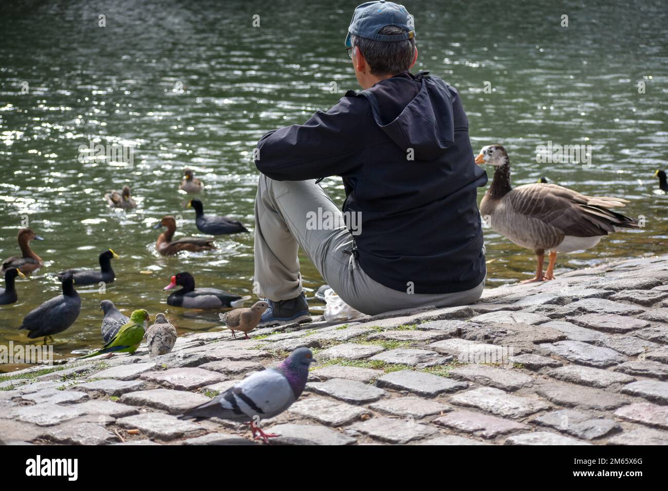 man feeding ducks, geese and doves at lago de las regatas public park ...