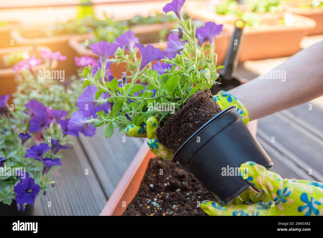 Planting flowers in spring. Planting spring flowers in pots. The hands ...