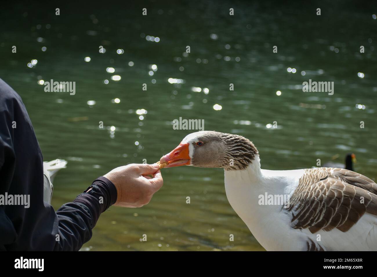 man handfeeding a goose at a lake in Buenos Aires, lago de las regatas ...