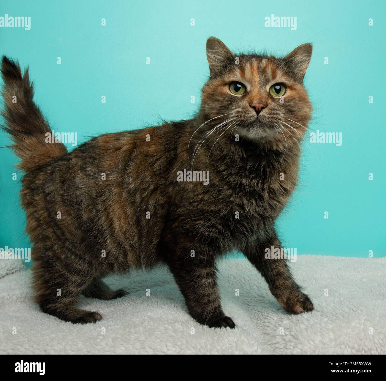 cute tortoiseshell cat with green eyes standing up Stock Photo - Alamy