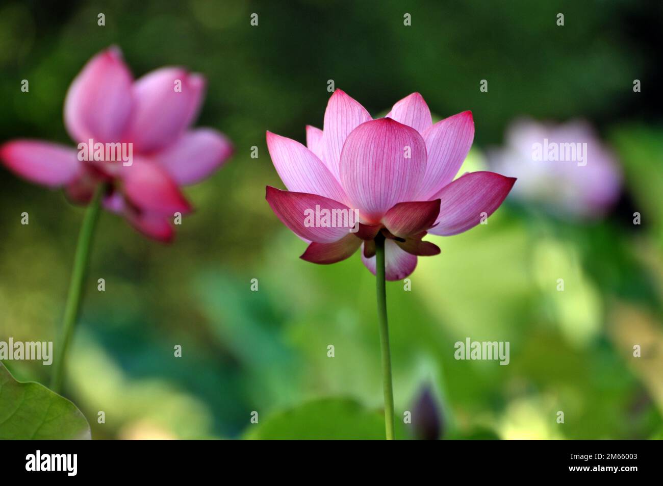 Blossoming lotus flowers in pond Stock Photo - Alamy