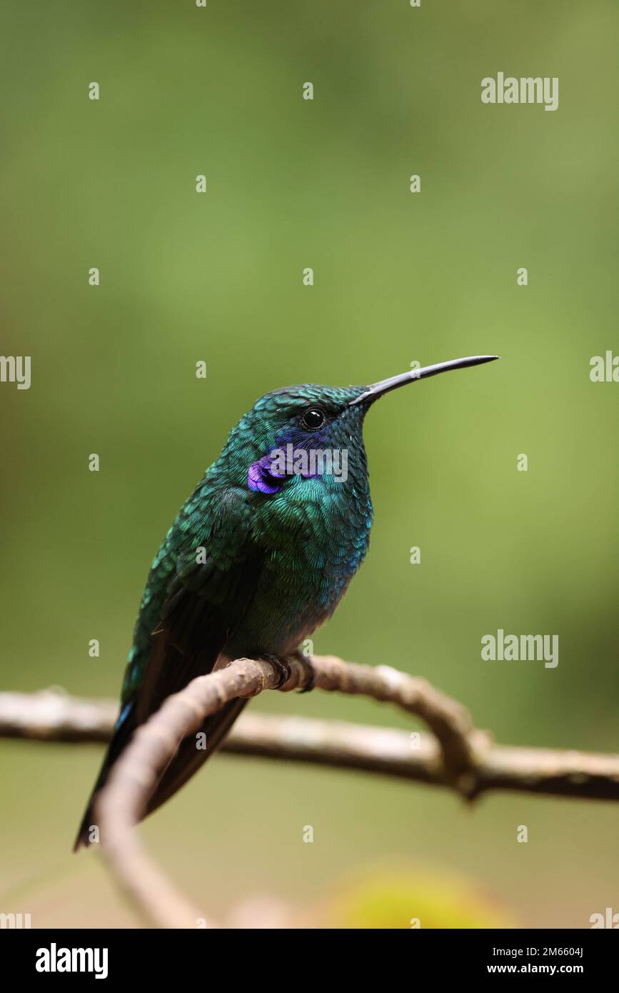 Lesser violetear hummingbird hi-res stock photography and images - Alamy