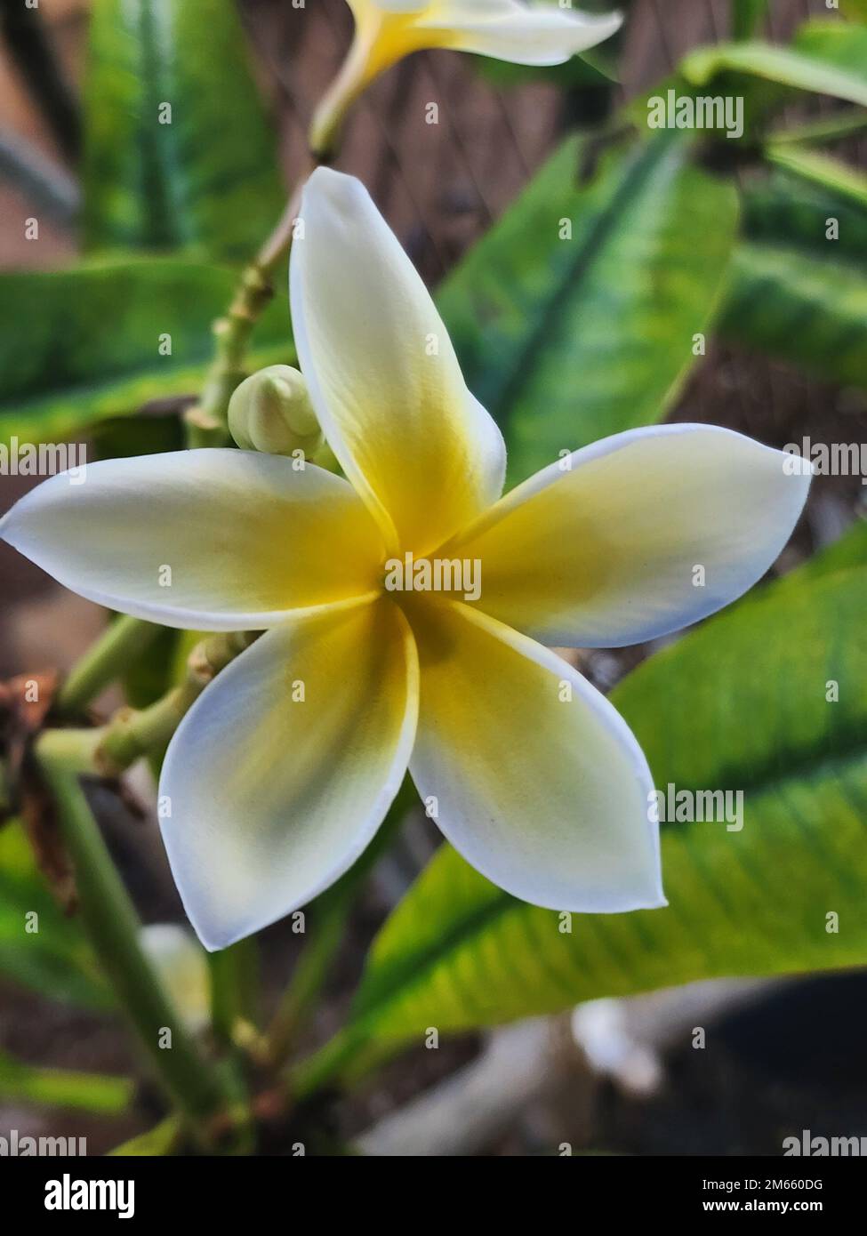 Red plumeria plumeria rubra hi-res stock photography and images - Alamy