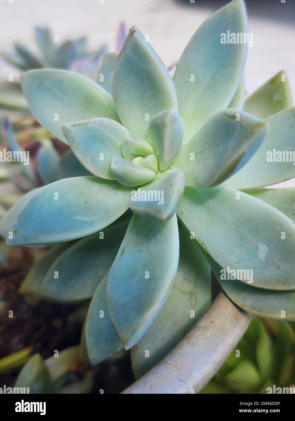A vertical closeup of the Ghost-plant, Graptopetalum paraguayense ...