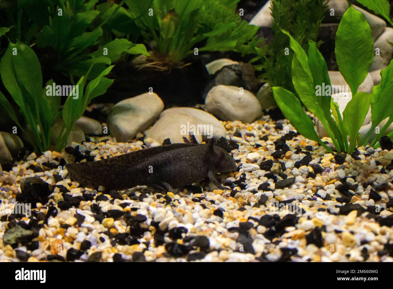 The black axolotl is a paedomorphic salamander closely related to the ...