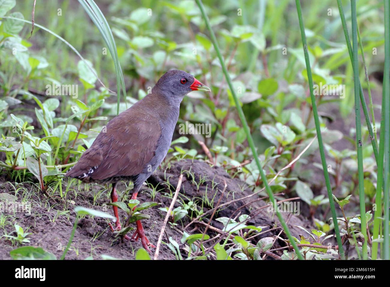 Paint-billed Crake (Neocrex erythrops). Creeping bird endemic to Brazil ...