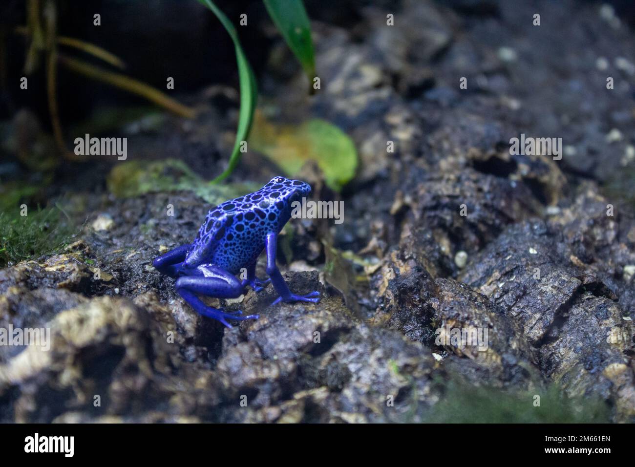 Blue poison dart frog (Dendrobates tinctorius azureus Stock Photo - Alamy