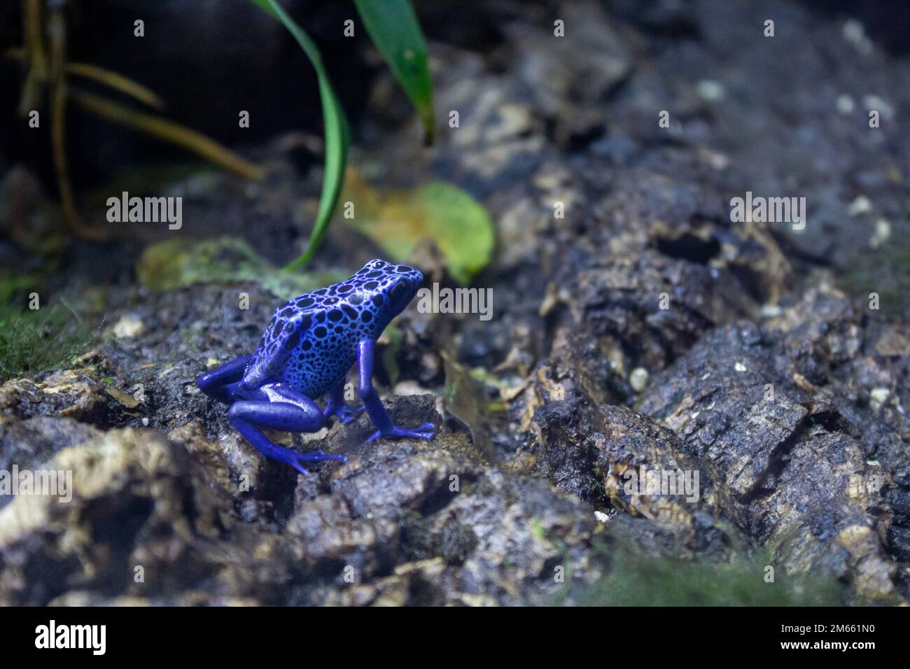 Blue poison dart frog (Dendrobates tinctorius azureus Stock Photo - Alamy