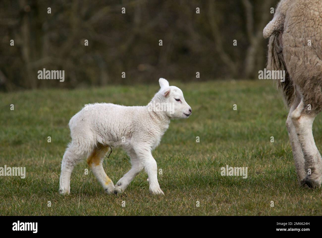 Bruridge hi-res stock photography and images - Alamy