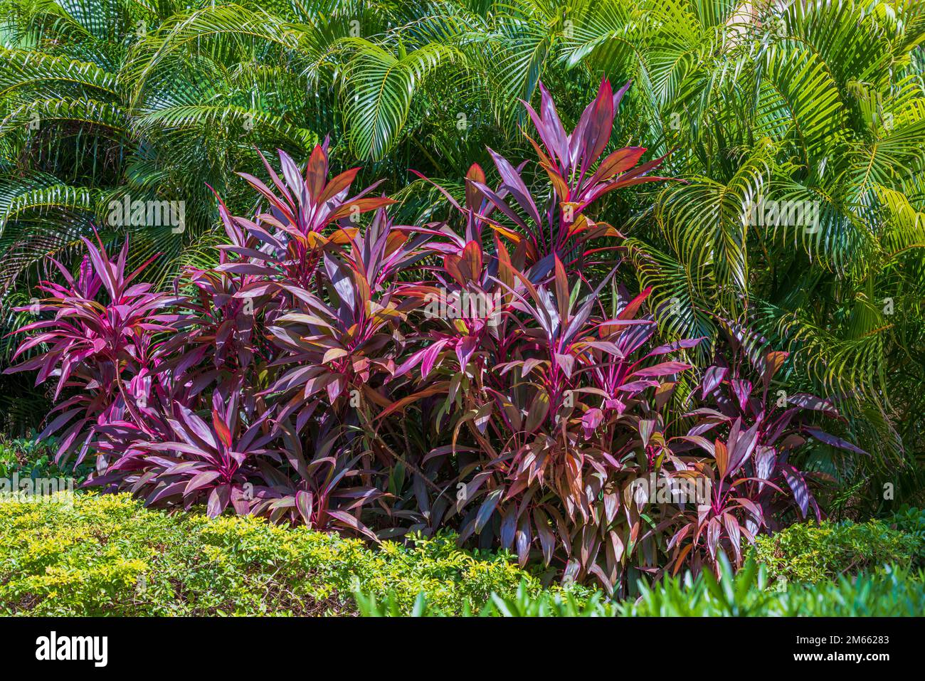 Gorgeous view of colorful outdoor tropical plants. Beautiful nature ...