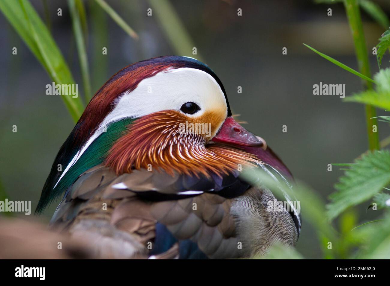Duck natural world hi-res stock photography and images - Alamy