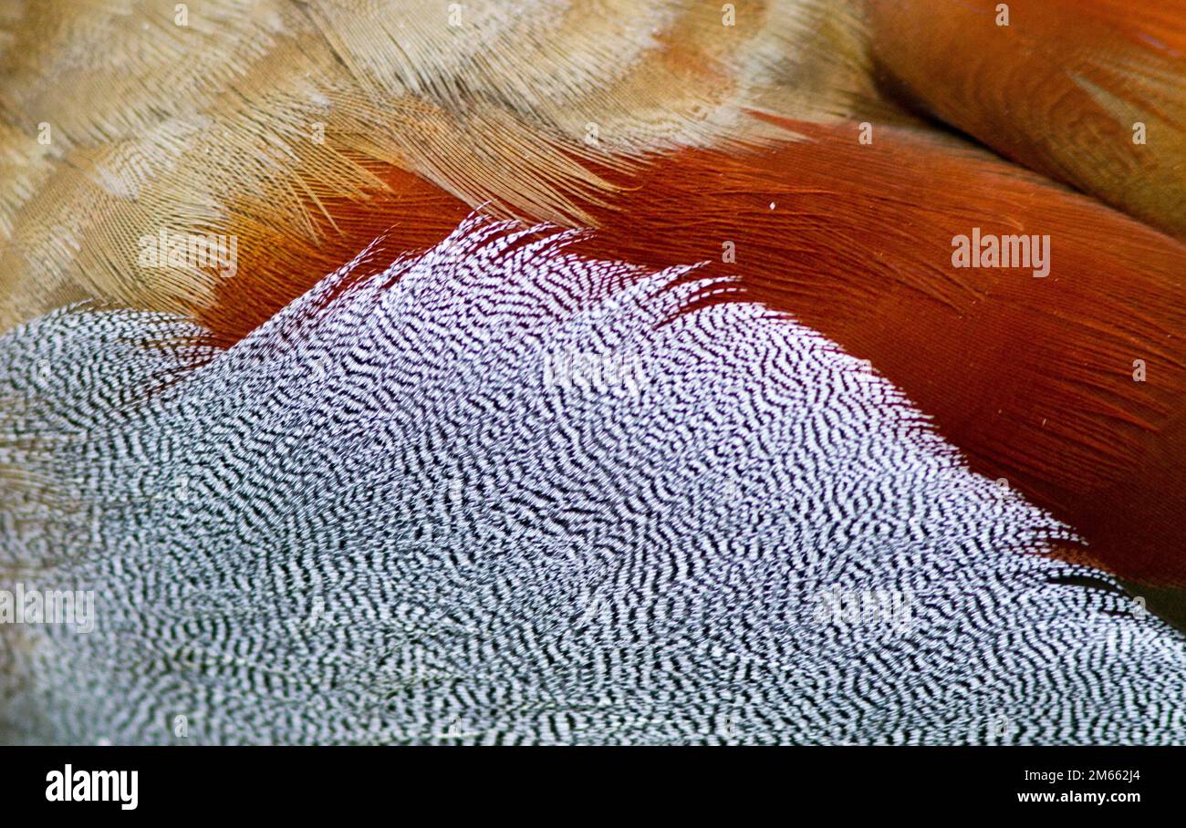 Speckled plumage hi-res stock photography and images - Alamy