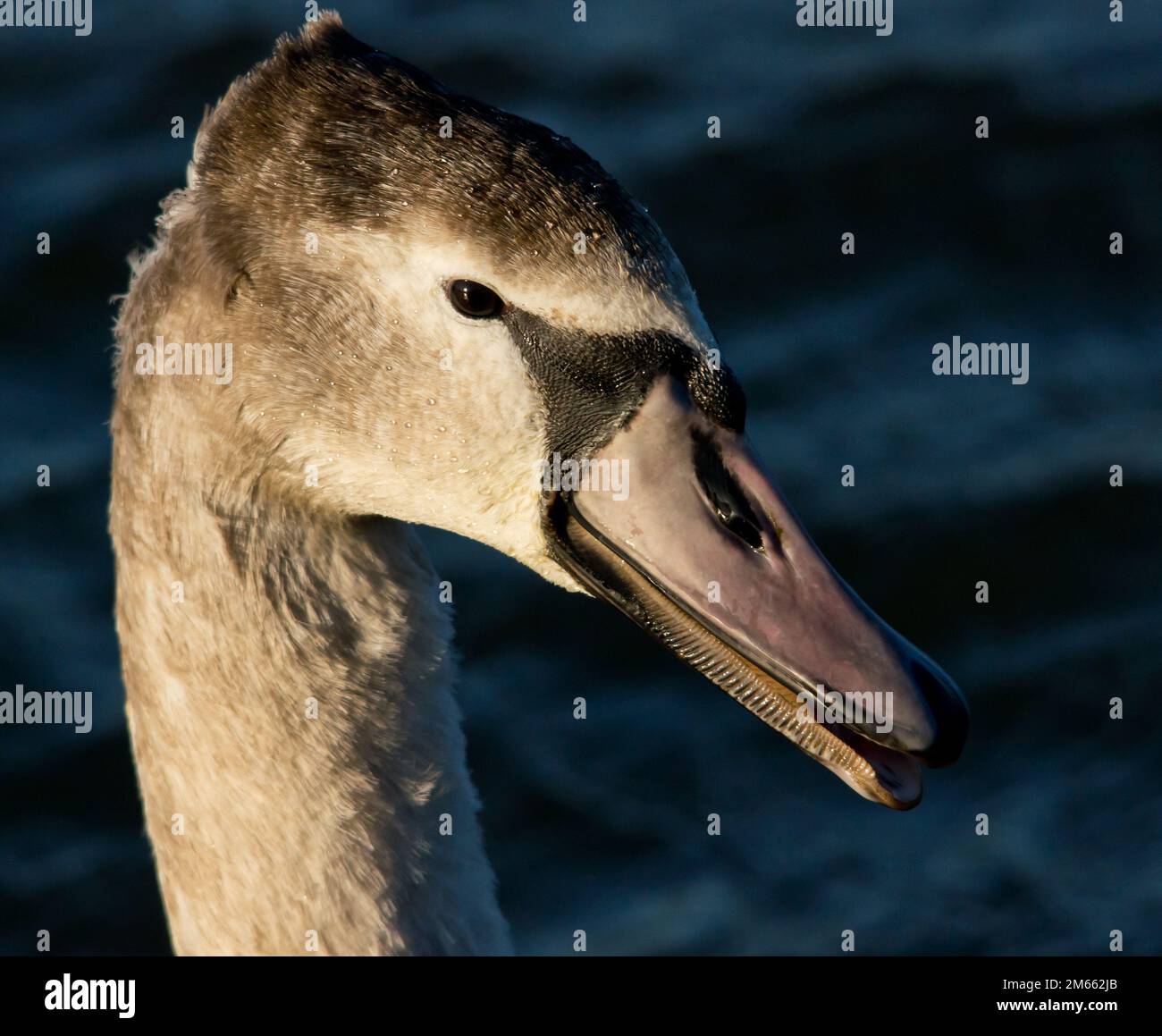 Wildlife photography the swan hi-res stock photography and images - Alamy