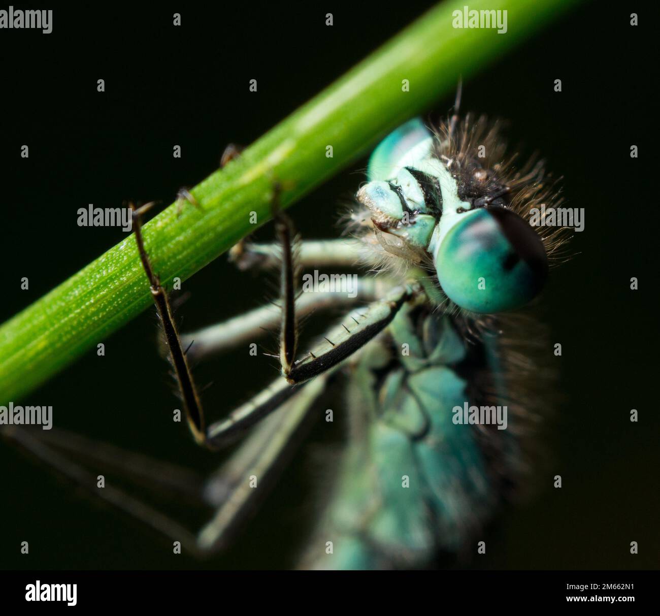 Close up photo of damselfly hi-res stock photography and images - Alamy