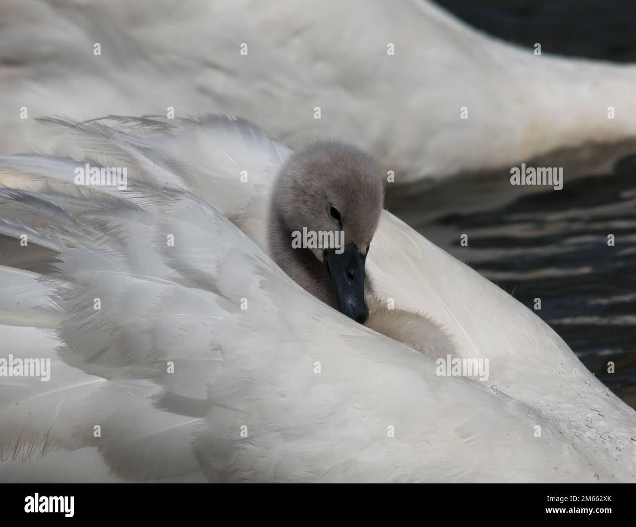 Cygnet photo hi-res stock photography and images - Alamy