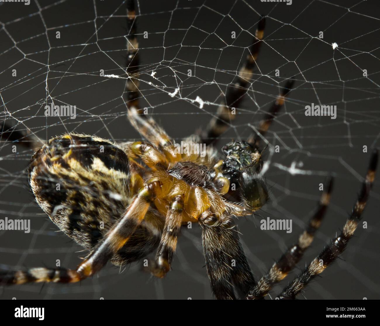 Patterned spider feeding hi-res stock photography and images - Alamy