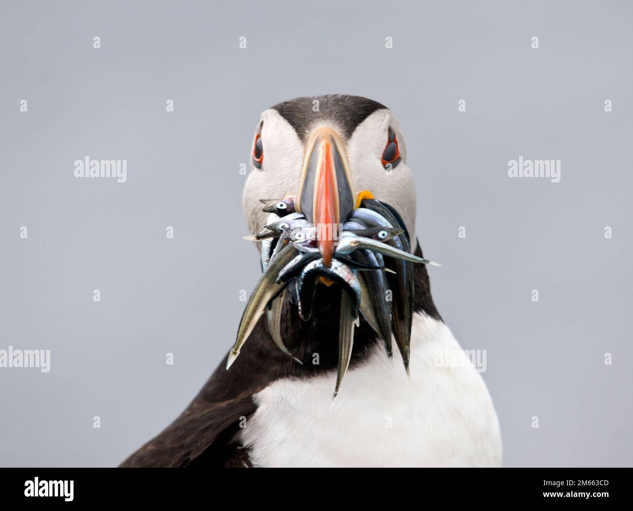 Puffin mouthful fish hi-res stock photography and images - Alamy