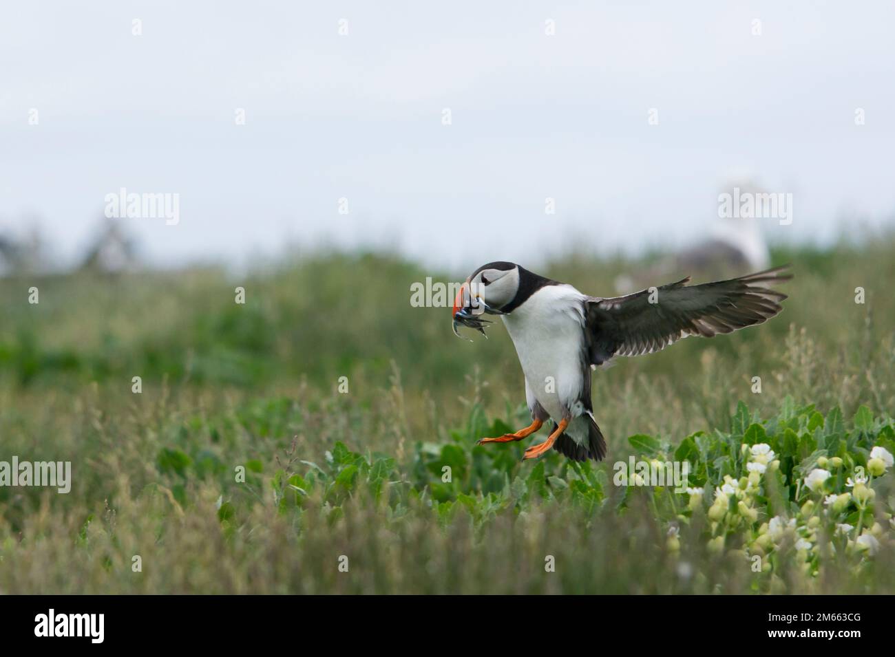 Puffin mouthful fish hi-res stock photography and images - Alamy