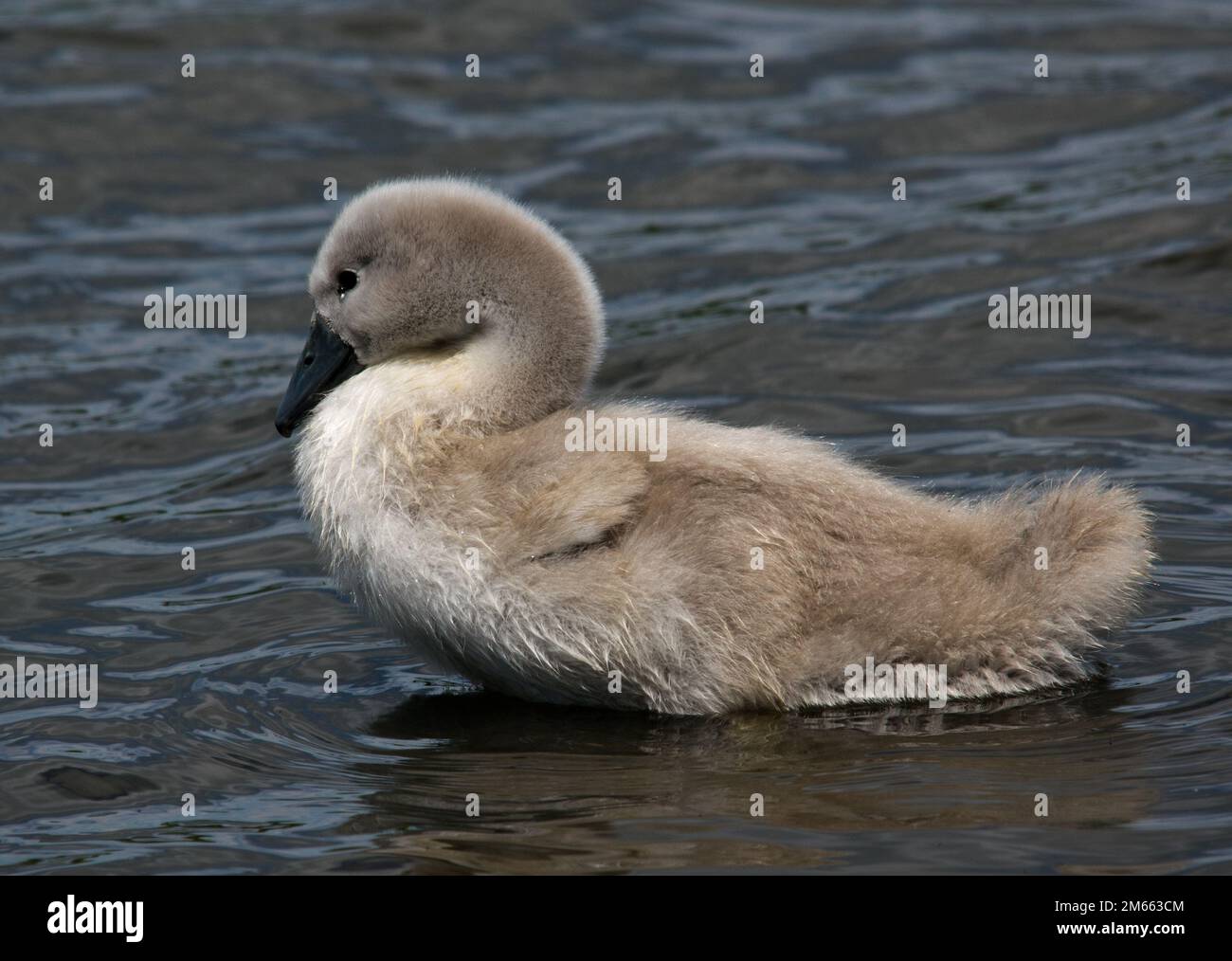 Cygnet birds wildlife hi-res stock photography and images - Alamy