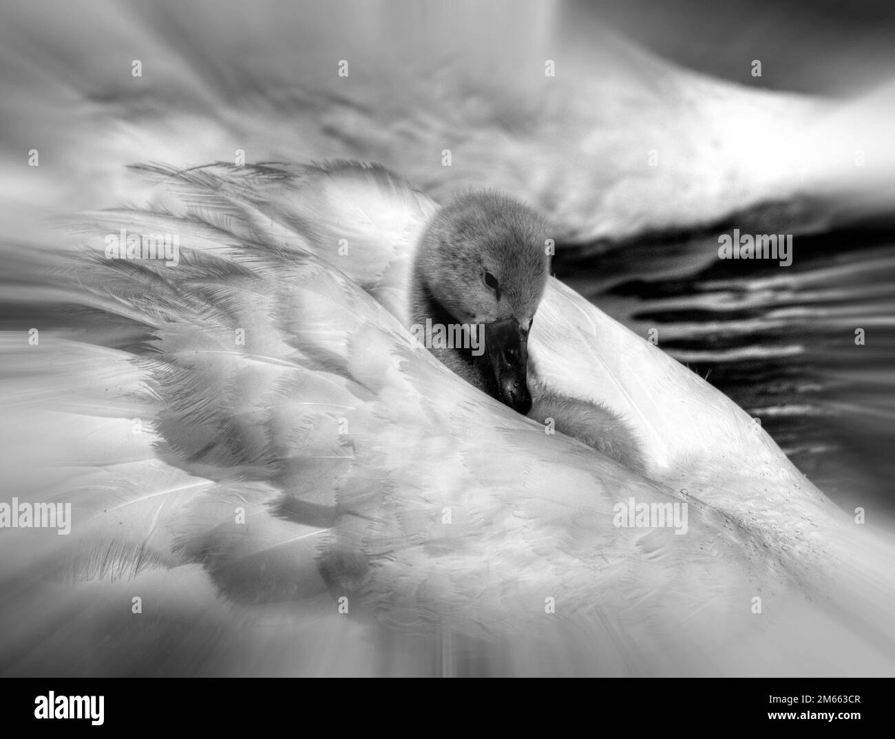 Big baby swan Black and White Stock Photos & Images - Alamy