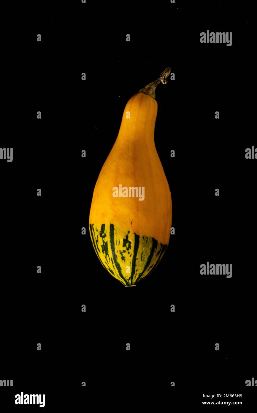 A closeup of a vibrant yellow gourd isolated on a pitch-black ...