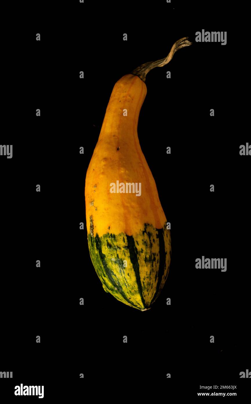 A closeup of a vibrant yellow gourd isolated on a pitch-black ...