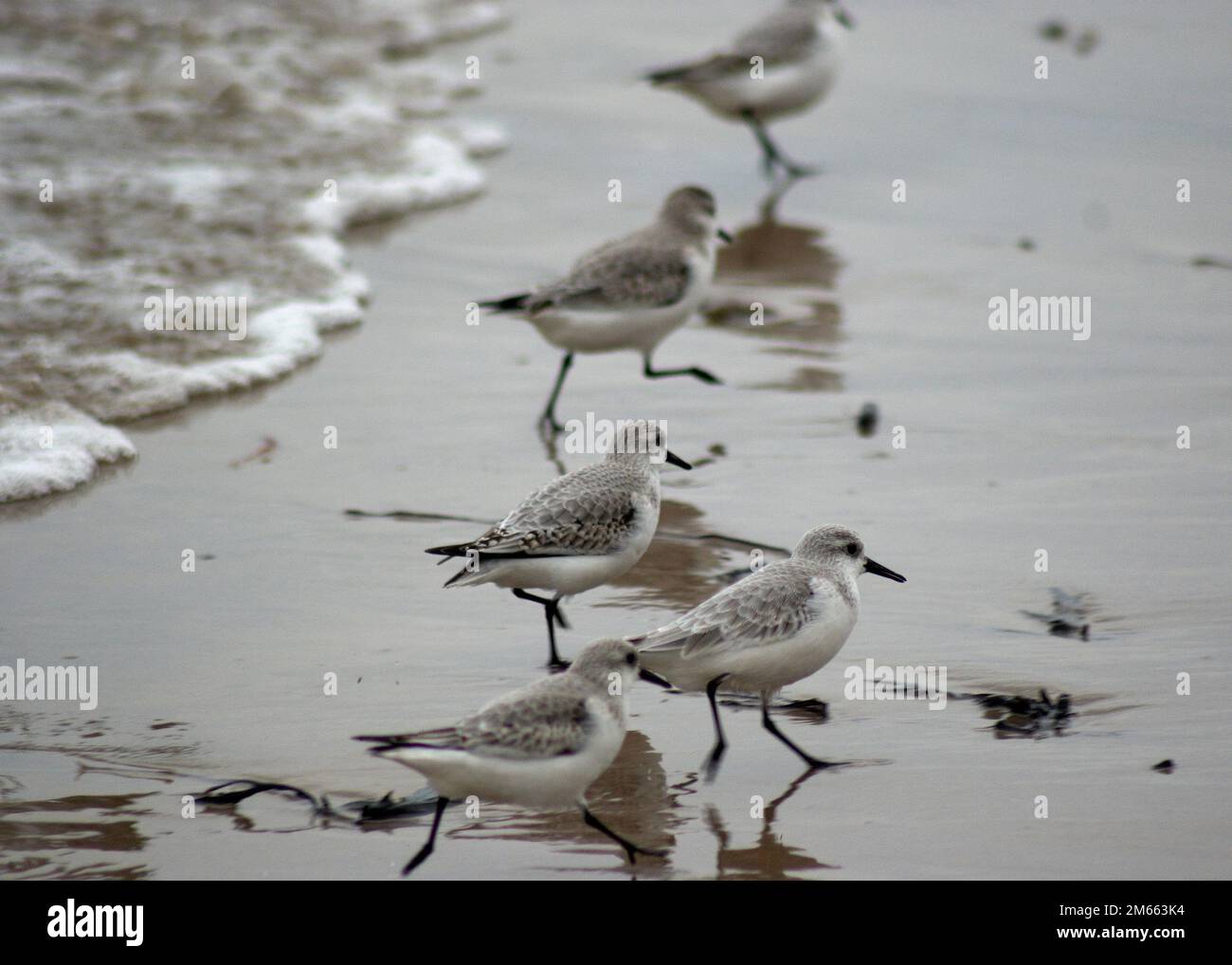 Small flock of sanderling hi-res stock photography and images - Alamy