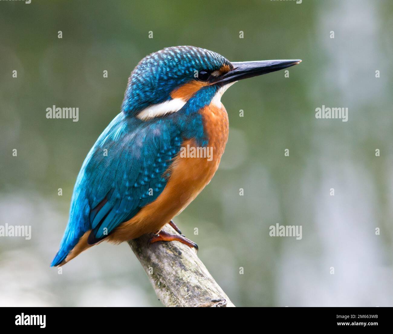 Common Kingfisher (Alcedo Atthis) taken at Gosforth park nature reserve ...