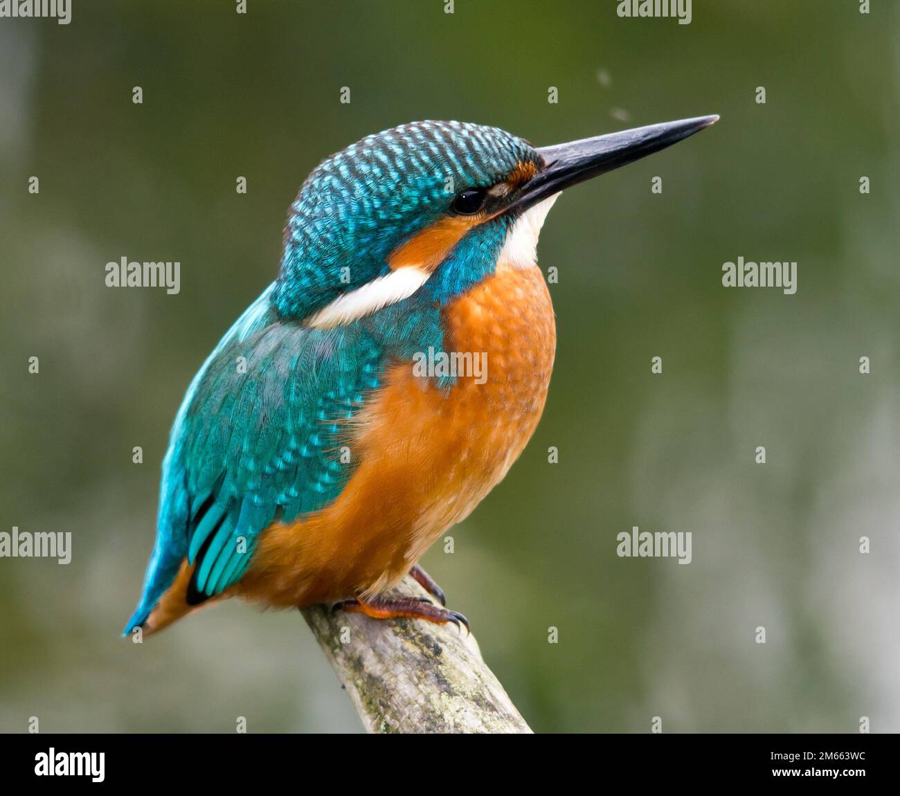 King fisher uk hi-res stock photography and images - Alamy