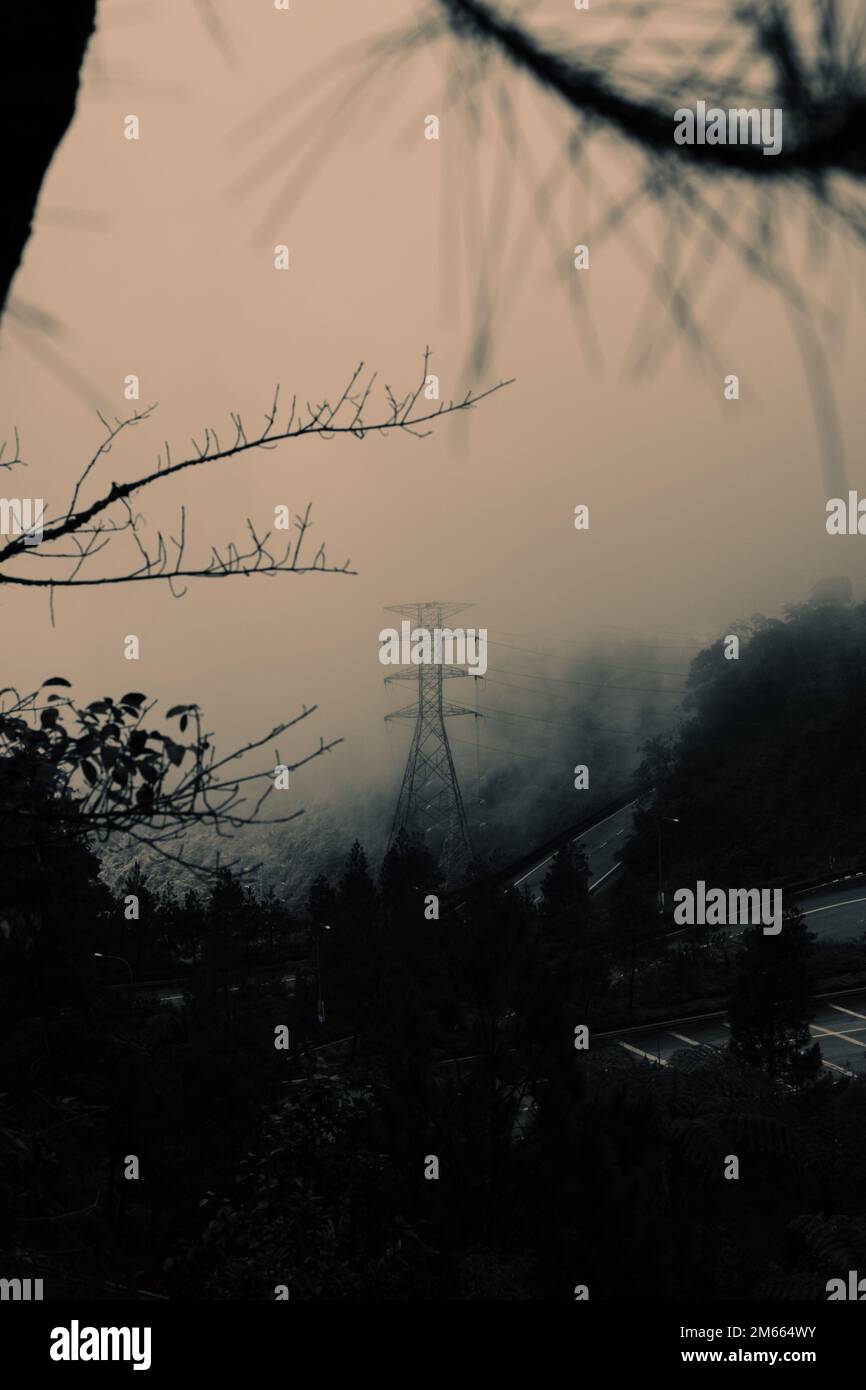 A vertical shot of an electrical power line seen through branches of a ...