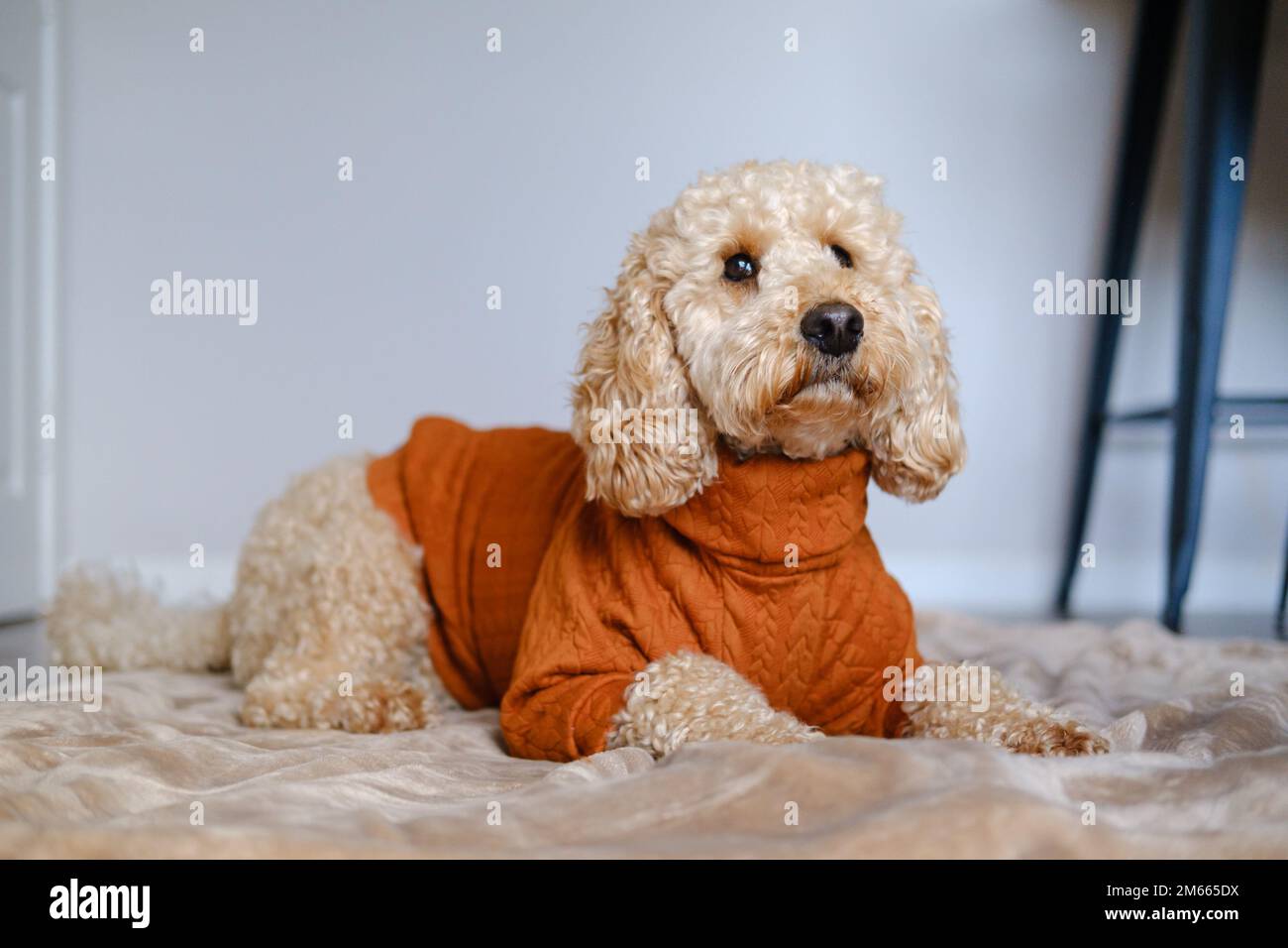 Canine family cockapoo hi-res stock photography and images - Alamy
