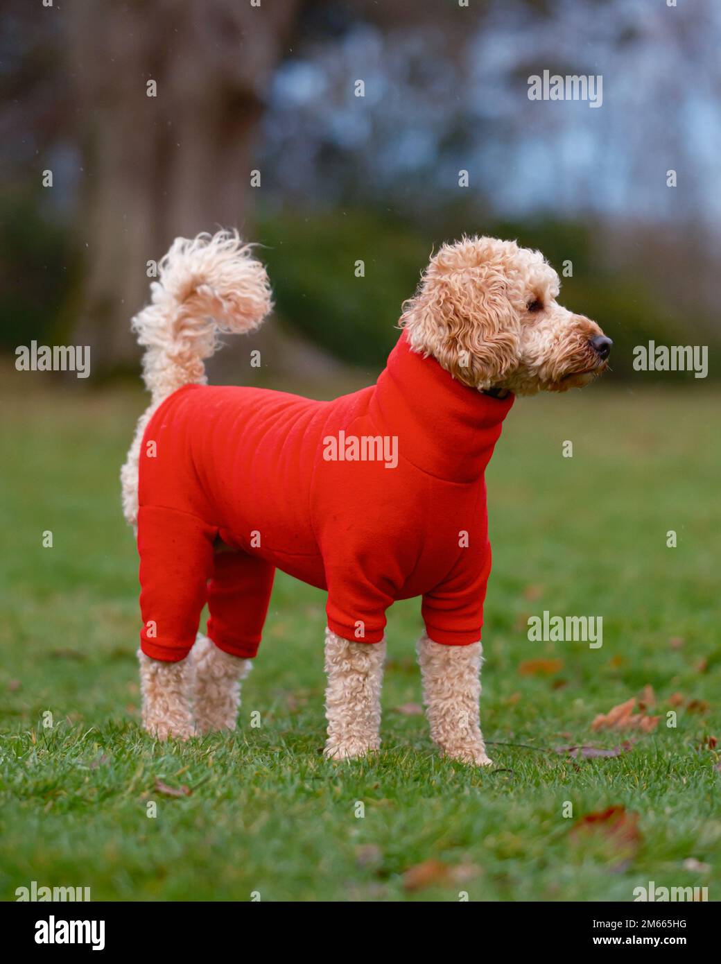 Cockapoo dog in red fleece outdoors in park Stock Photo - Alamy