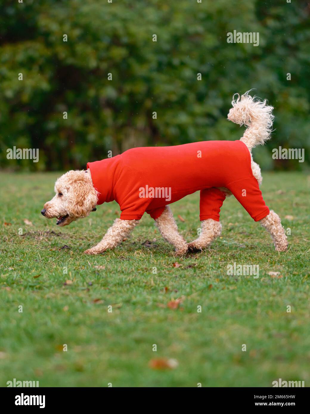 Cockapoo dog model hi-res stock photography and images - Alamy