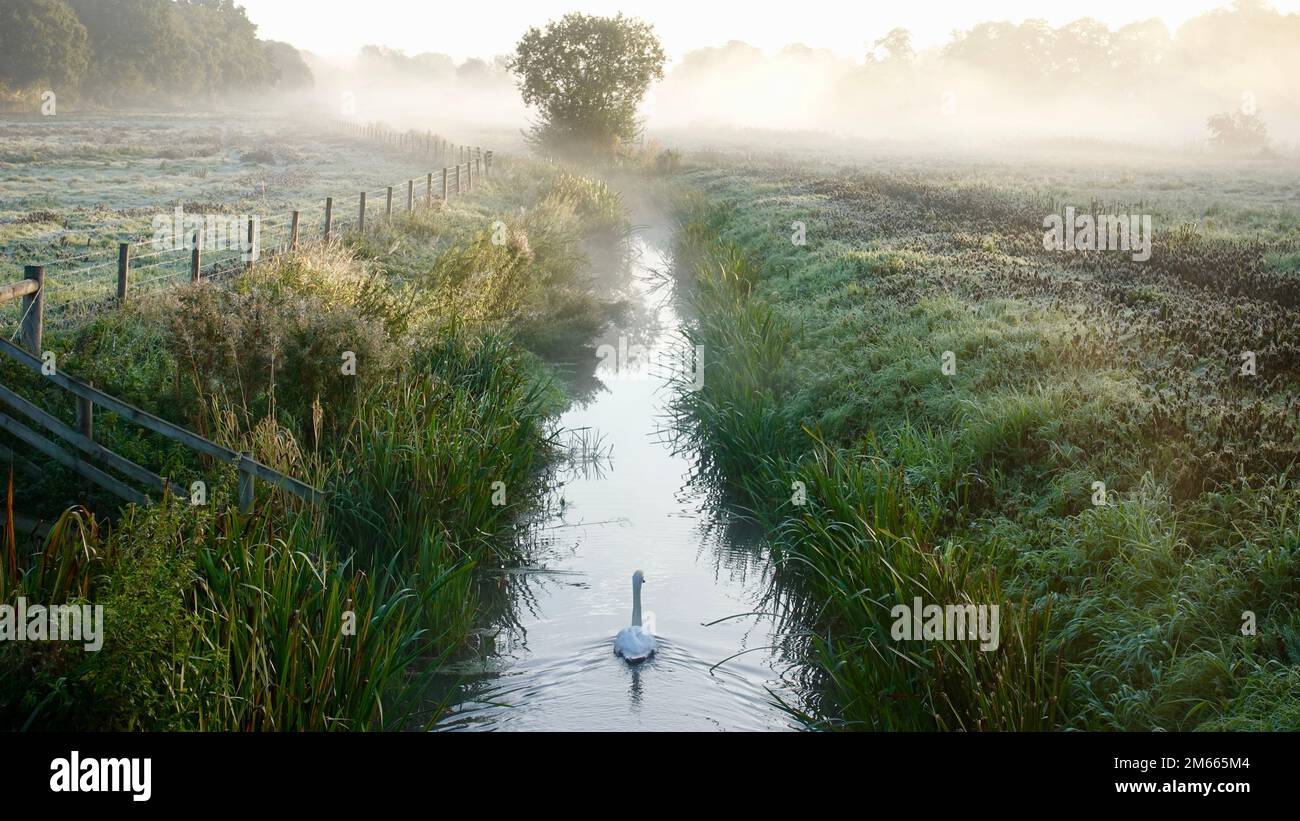 Swan in a country stream on a misty Norfolk morning Stock Photo - Alamy