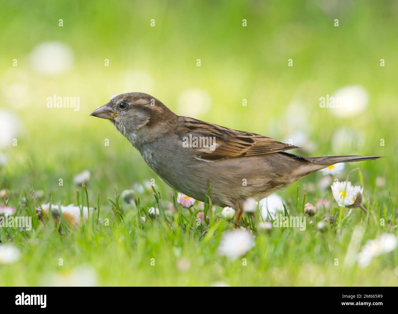 Photography of sparrow birds hi-res stock photography and images - Alamy