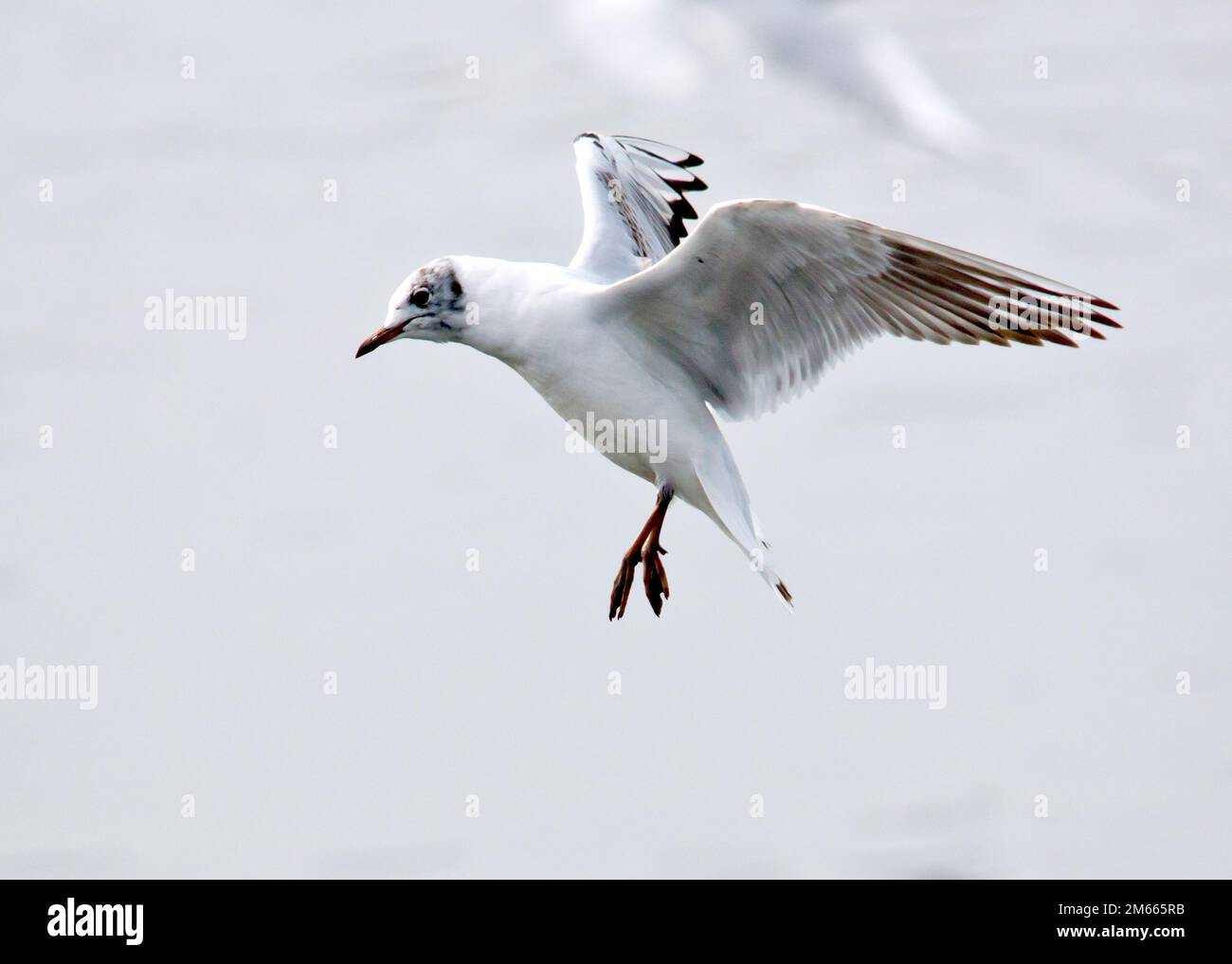 Stunning british birds hi-res stock photography and images - Alamy