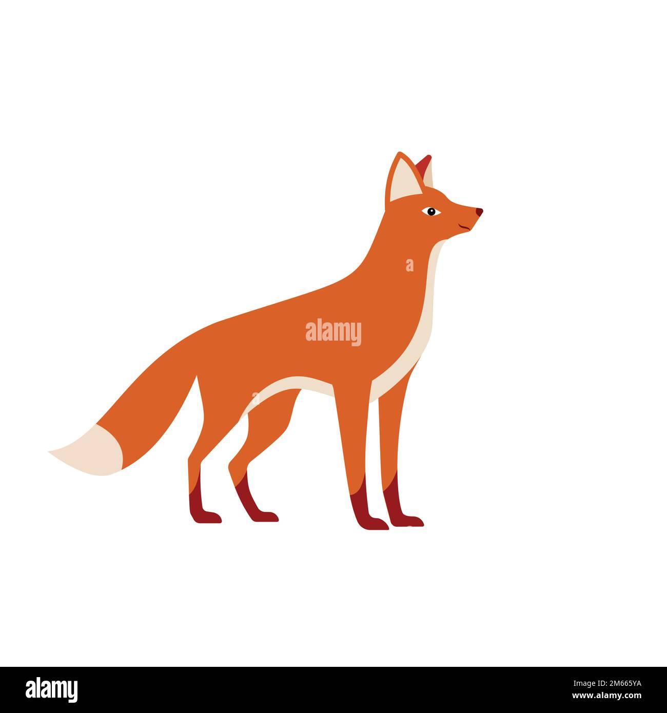 Standing fox isolated on a white background. Body side view, head in ...