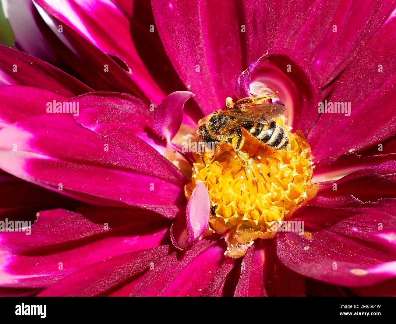 Macro of honey bee (Apis) feeding on red dahlia flower with pollen on ...