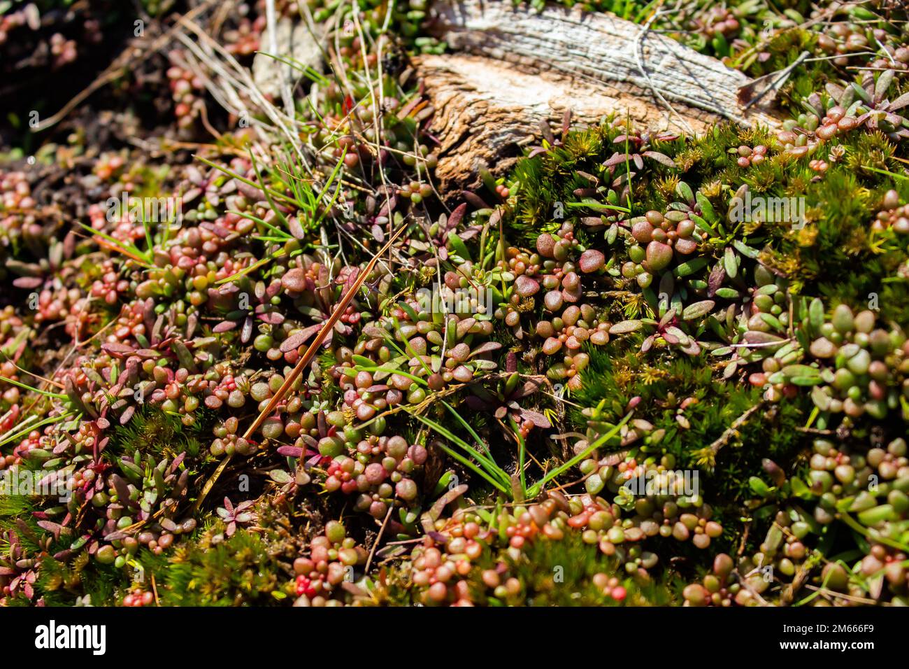 Elf-orpine, Diamorpha Smallii budding in Atlanta, Georgia. (USA Stock ...