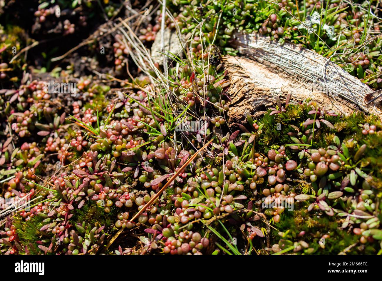 Elf-orpine, Diamorpha Smallii budding in Atlanta, Georgia. (USA Stock ...