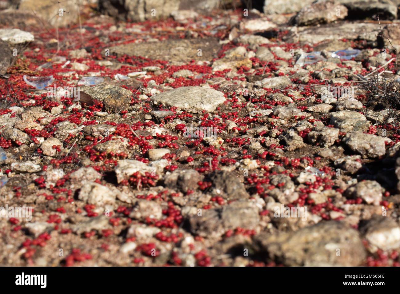 Diamorpha hi-res stock photography and images - Alamy