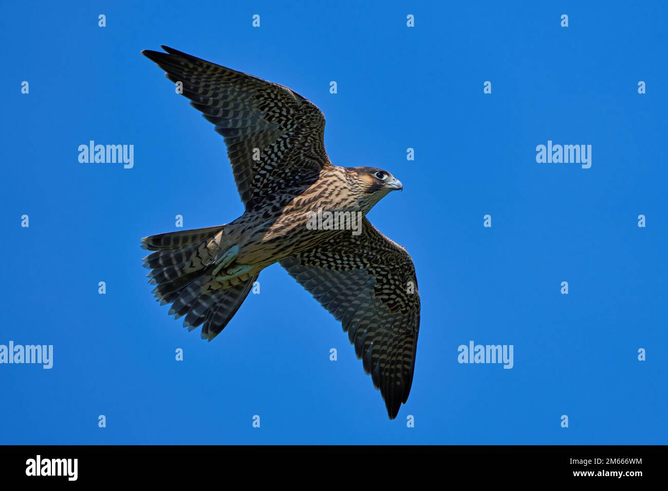 Peregrine falcon (Falco peregrinus) in its natural enviroment in ...