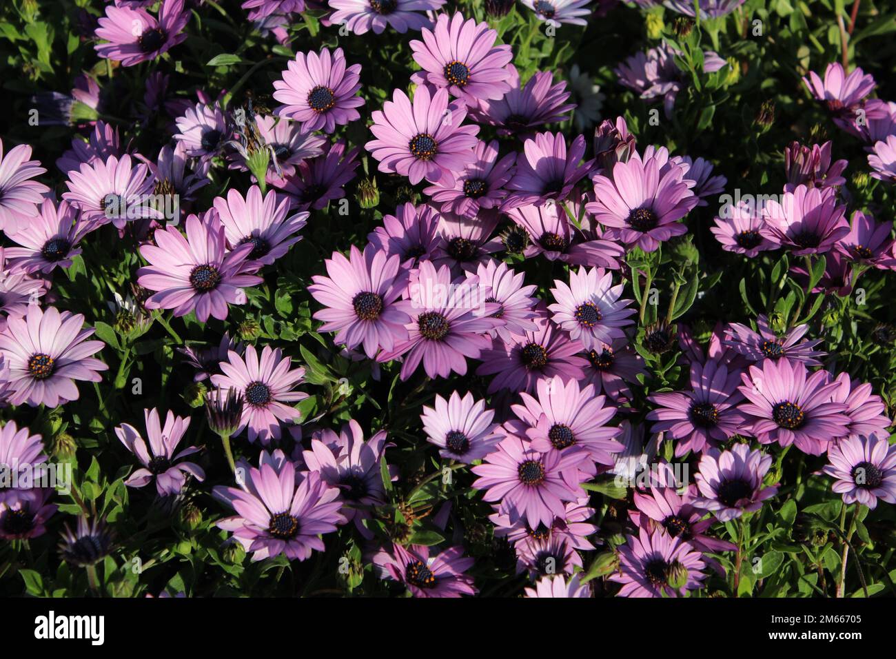 Light purple marigold hi-res stock photography and images - Alamy