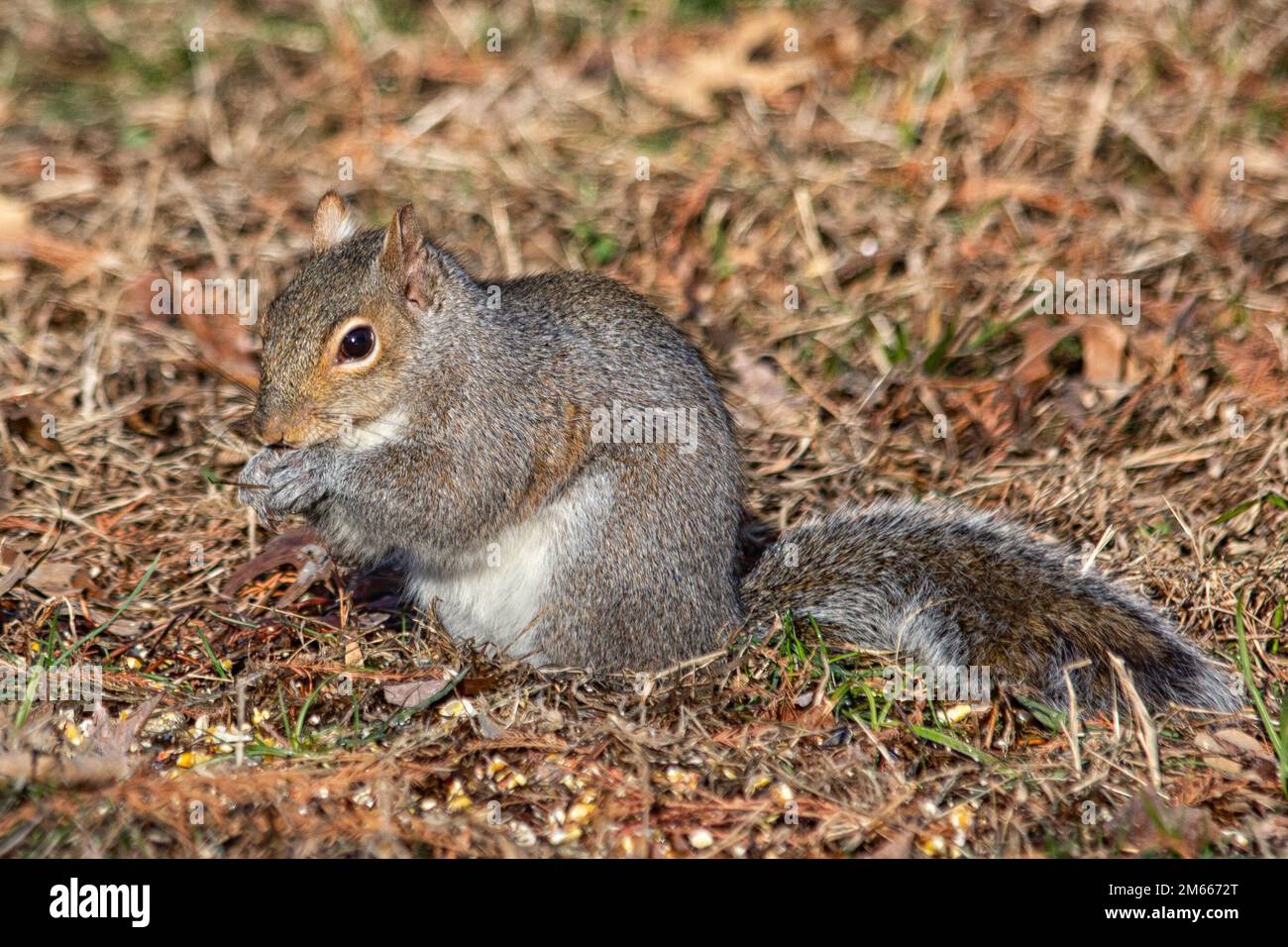 Squirrel nuts hoard hi-res stock photography and images - Alamy