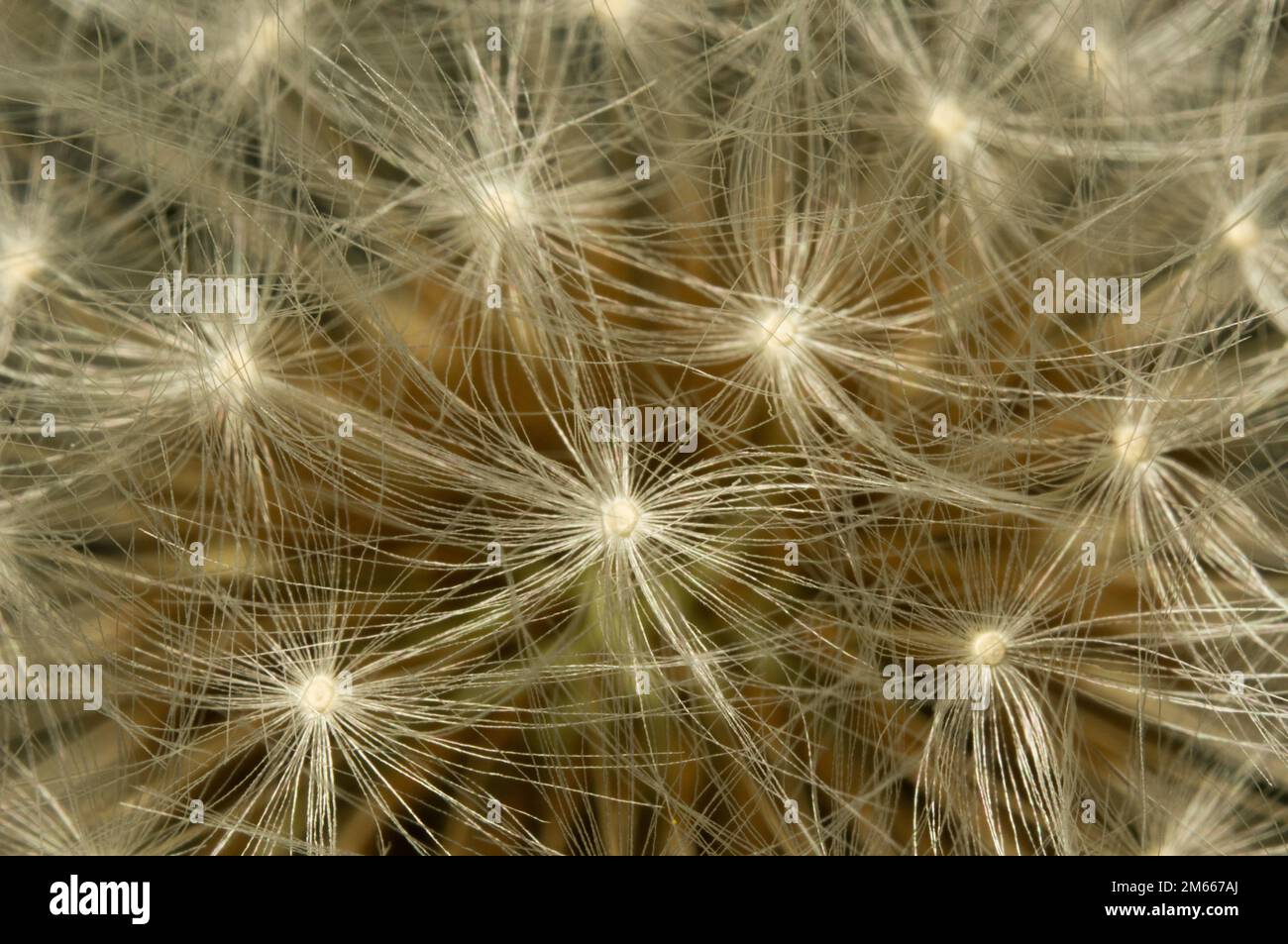 Dandelion pod hi-res stock photography and images - Alamy